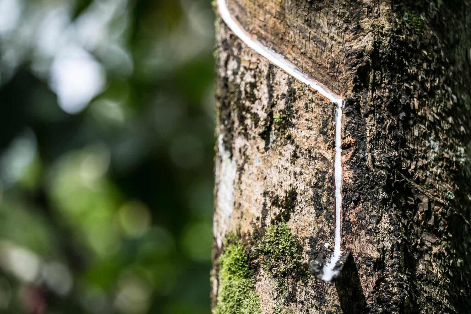 News inclusion of natural rubber in the Europeen regulation on ...
